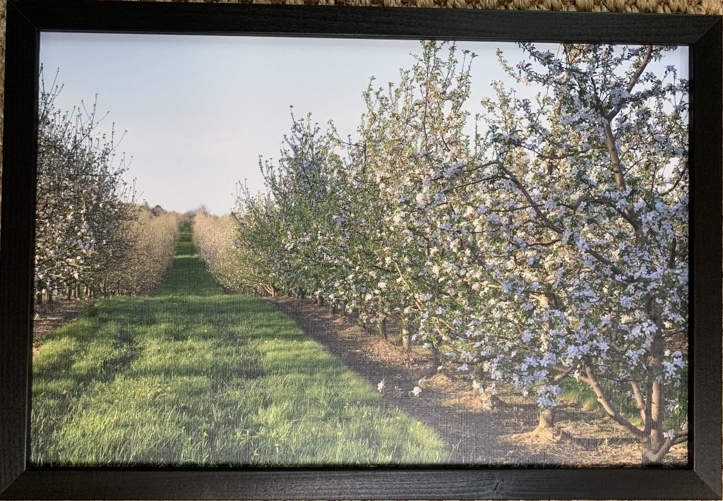 “Orchards” framed wall art Photography 25 x 18 - Create & Celebrate Art